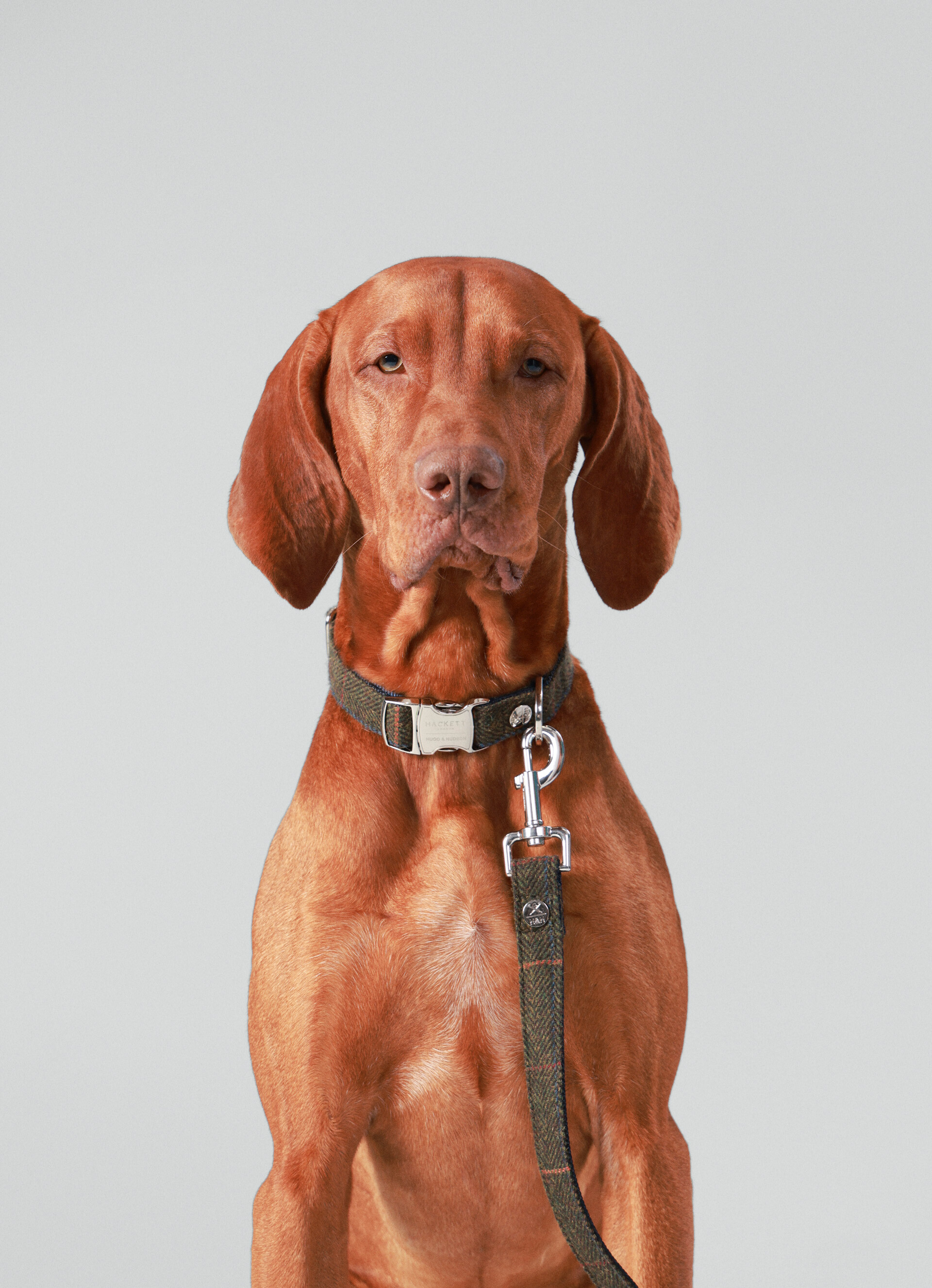 CHECK DOG LEAD | Hackett